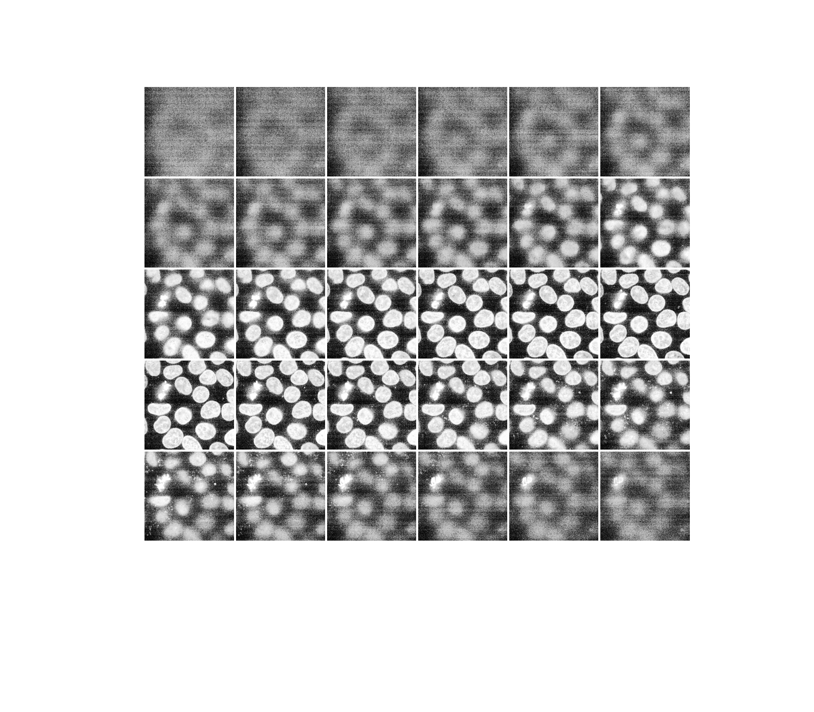 探索 3D 图像（细胞）— skimage 0.24.0 文档 - scikit-image 图像处理库